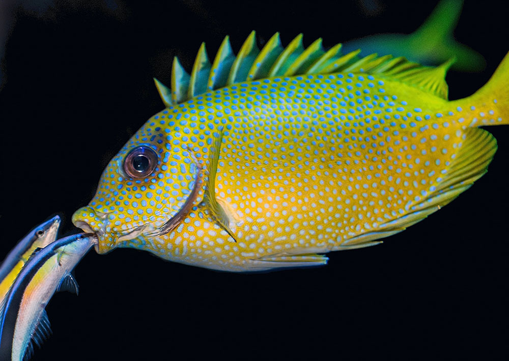 Of Big Fish and Little Ones | Gambling Industry & Corporate Law in Malta